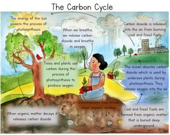 The Carbon Cycle Poster, Educational Print, Printable Wall Art ...