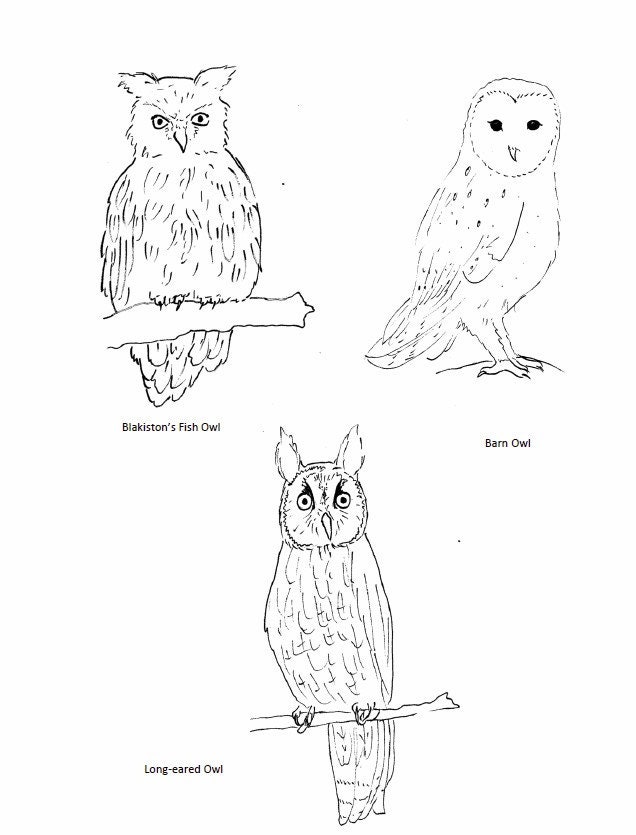 Owl Learning Set - Etsy
