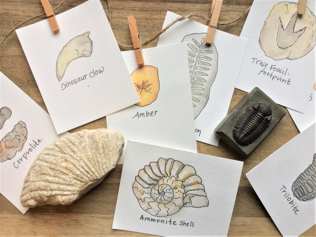 Fossil Identification Cards - Etsy Canada