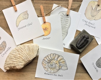 Dinosaur Fossil Identification Cards - Etsy