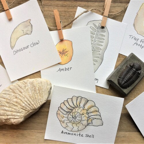 Fossil Identification Cards - Etsy UK