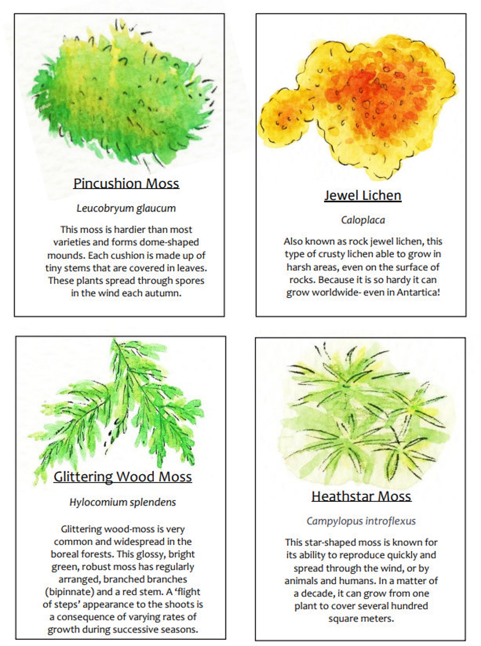 Mossy Turtle Match Printable Game - Etsy