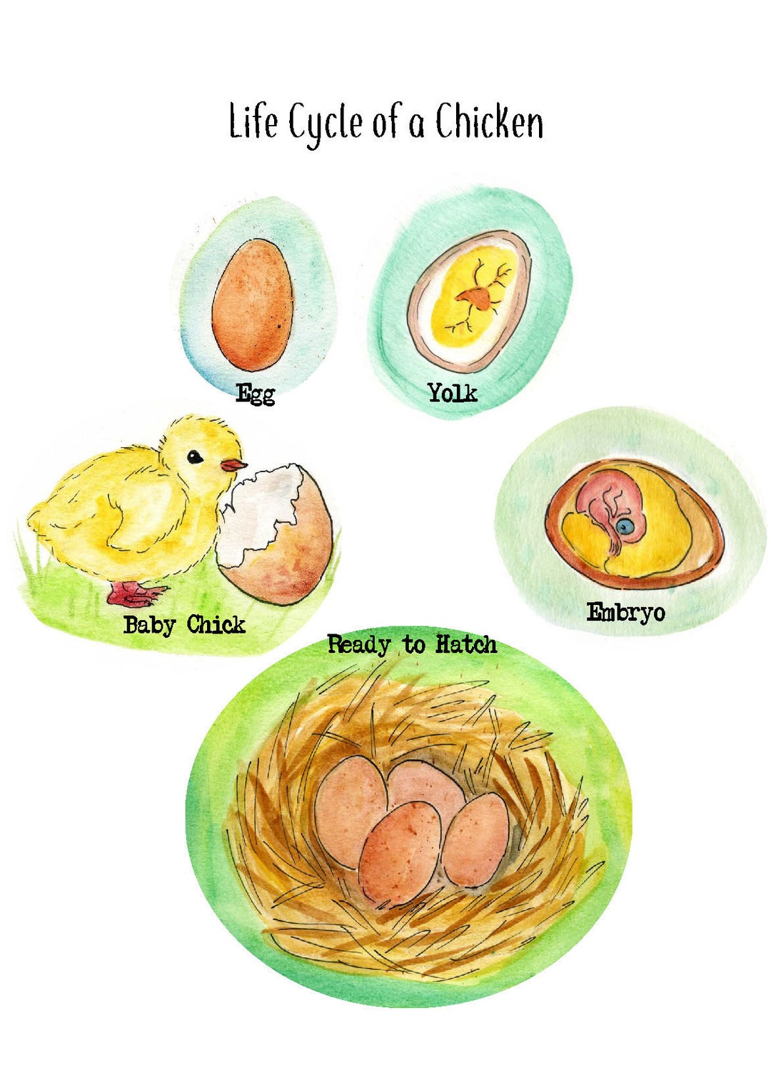 All About Chickens Mini Learning Set - Etsy