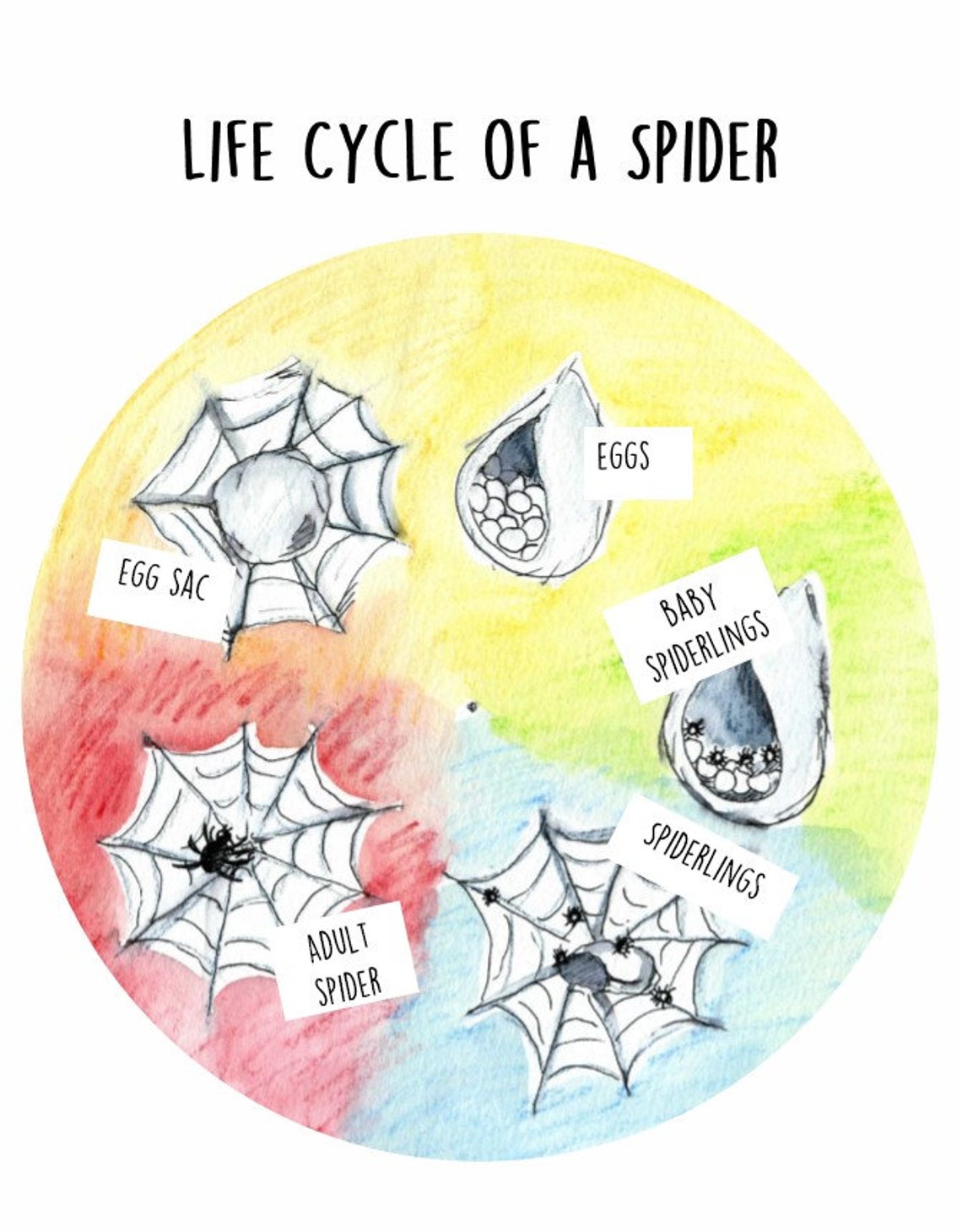 Life Cycle of a Spider - Etsy