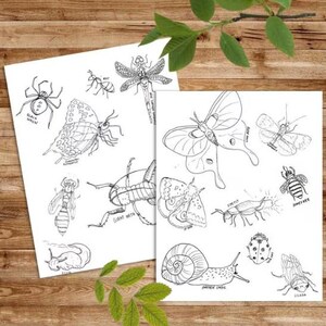 Bugs and Slugs - Matching Game, Catching Game, Coloring Pages - Etsy