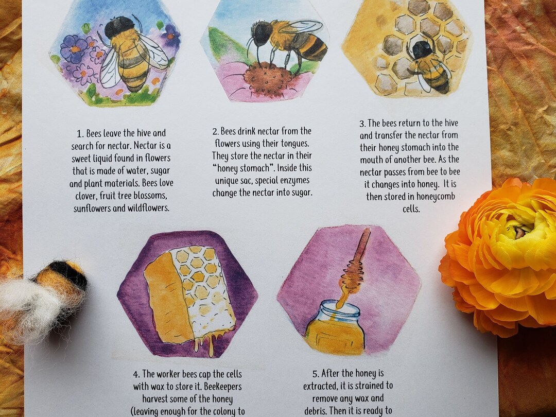Honey Bee Learning Set and Chart - Etsy