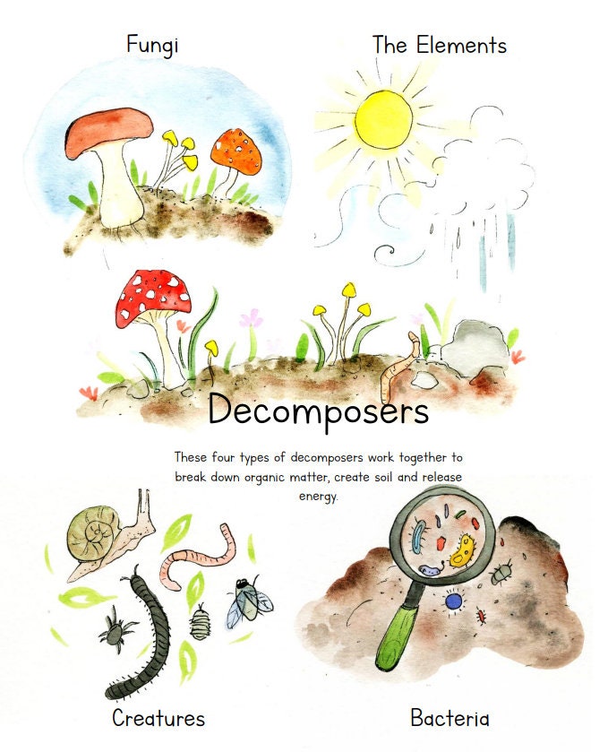 Decomposers Decomposers