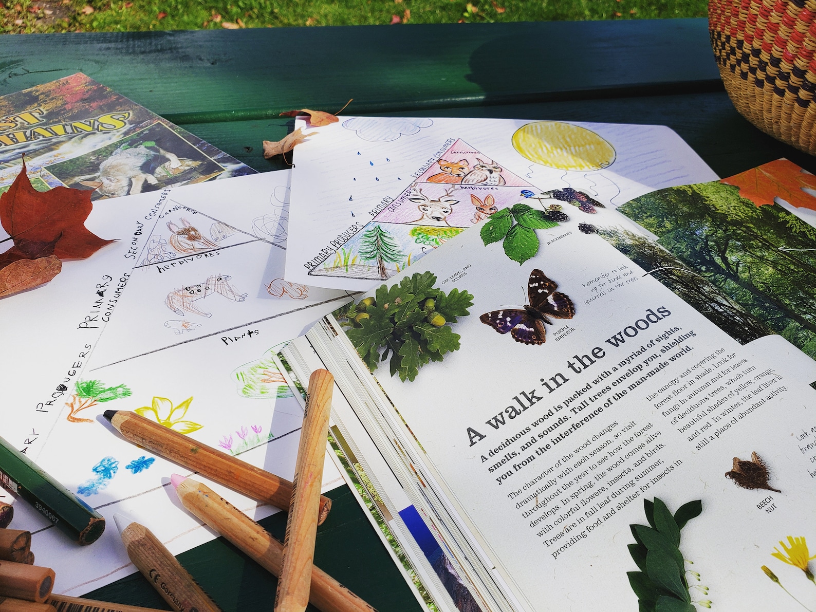 The Green Ember Family Learning Adventure Guide PDF - Etsy Canada