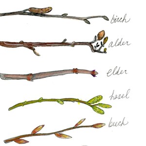 Tree Branch Identification Printable - Etsy