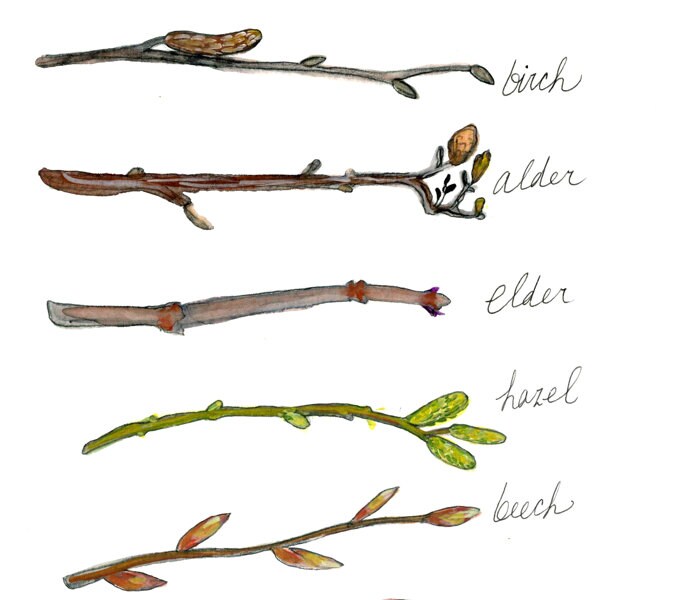 Tree Branch Identification Printable - Etsy Australia