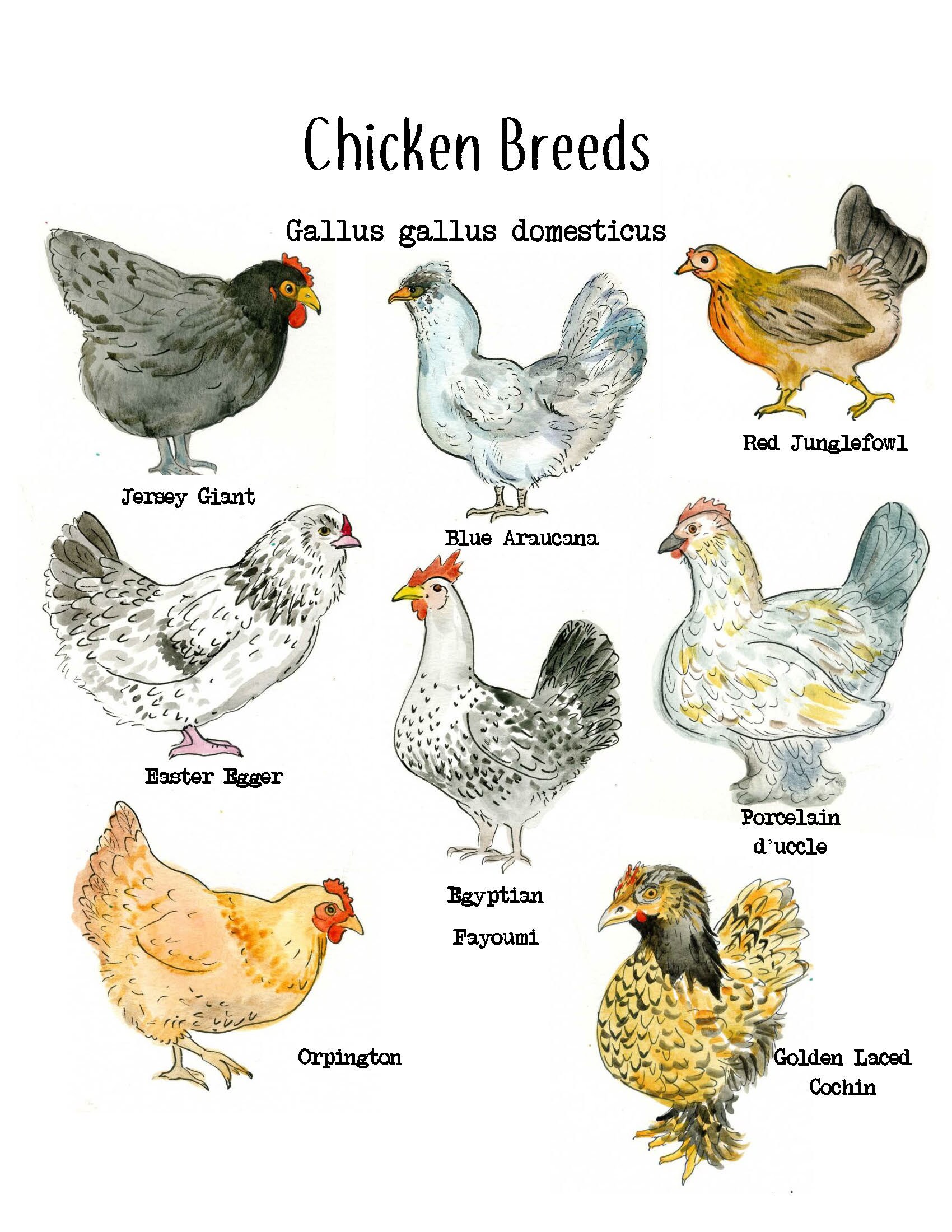All About Chickens Mini Learning Set - Etsy