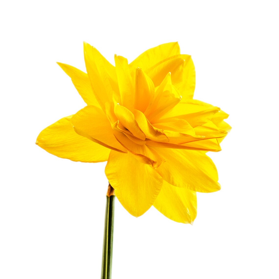 Digital Download of Classic Daffodil Photographs - 10 Stunning Images ...