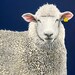 Sheep - Original Acrylic Painting on Canvas - Farm Animal - Etsy