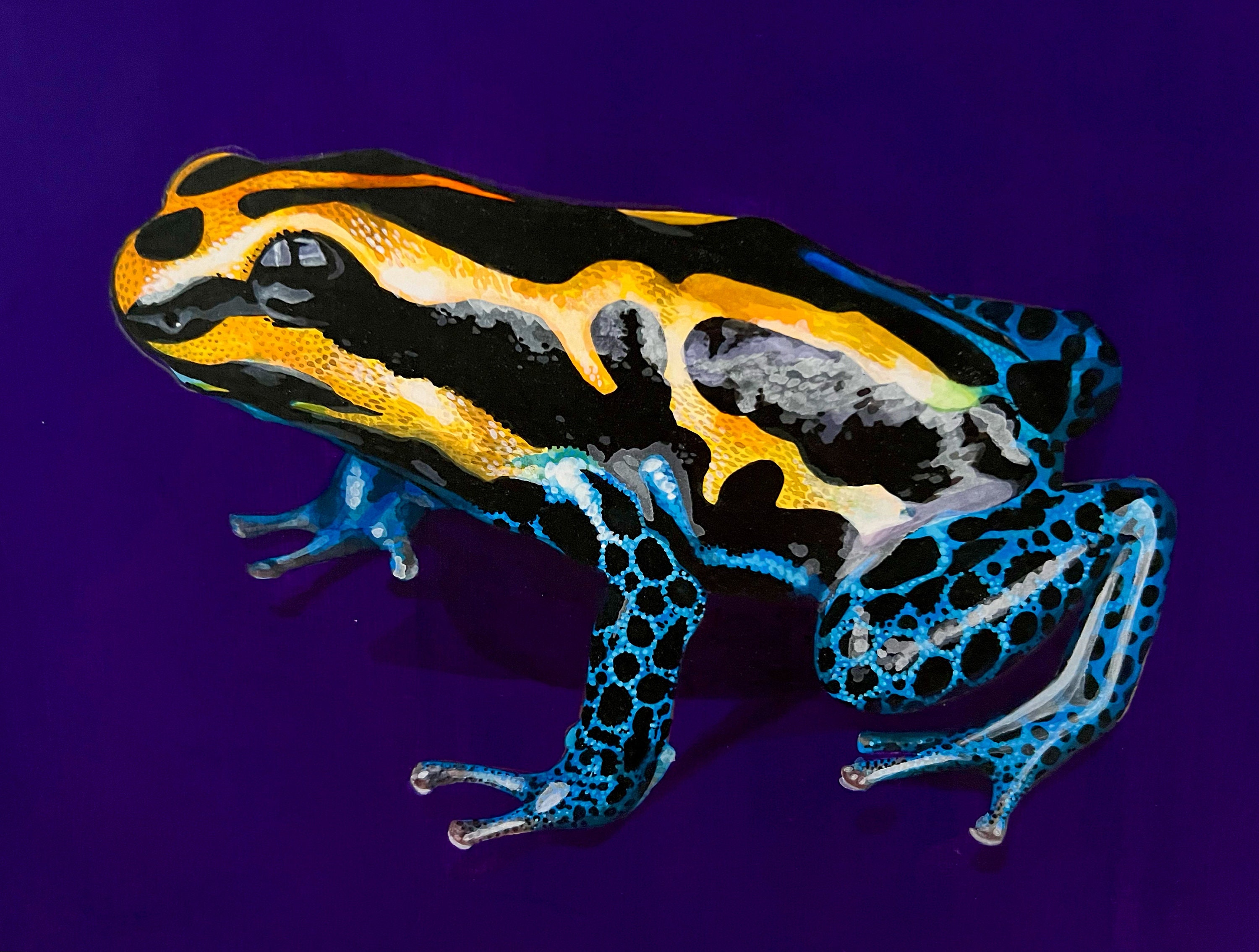 Amazon Rainforest Poison Dart Frog