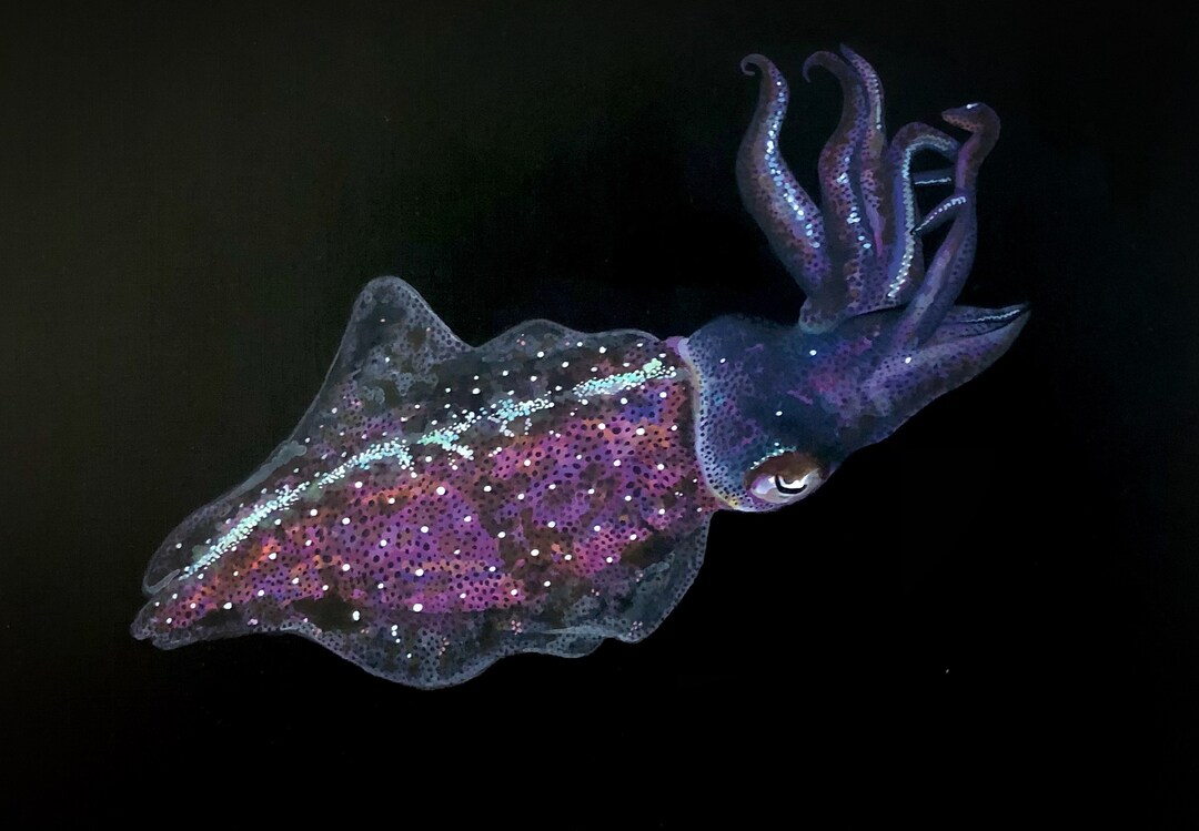 Caribbean Reef Squid (purple) - A4 Size Nautical Ocean Sealife Acrylic ...