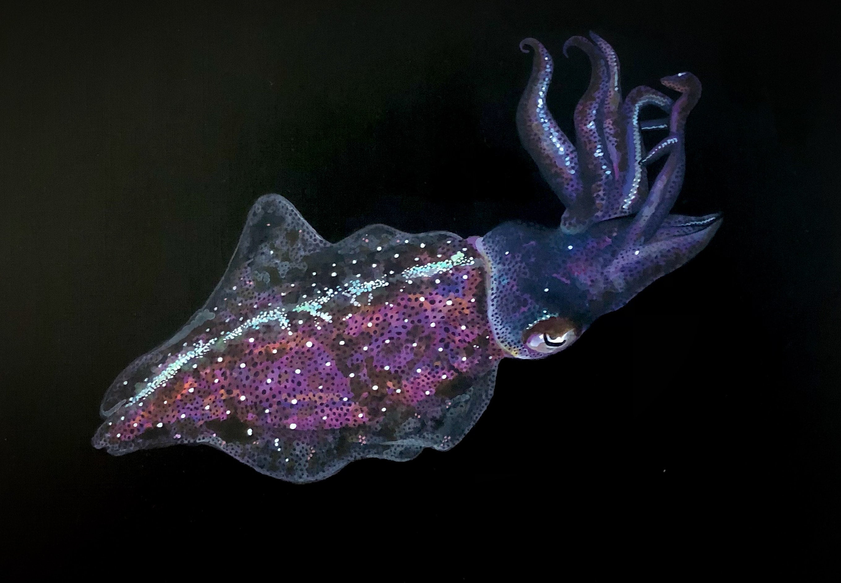 Caribbean Reef Squid (purple) - A4 Size Nautical Ocean Sealife Acrylic ...