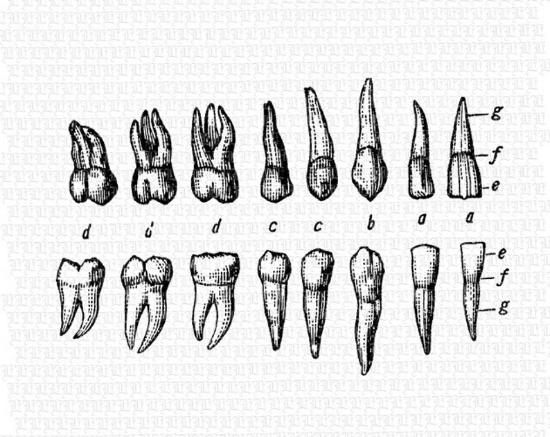 Human Teeth Antique Medical Graphic Pulled Teeth Vintage Clip Art ...