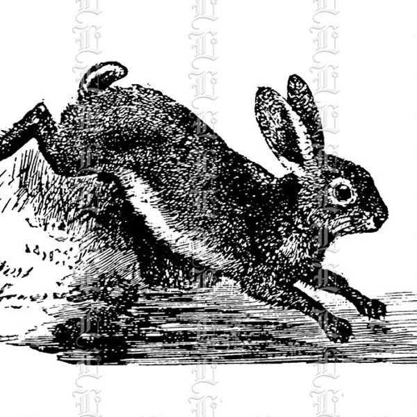 Rabbit Clip Art - Etsy