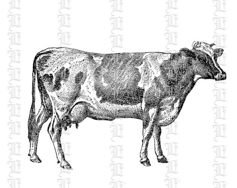 Printable Cow Illustration Cow Vintage Graphic Cows Antique ...