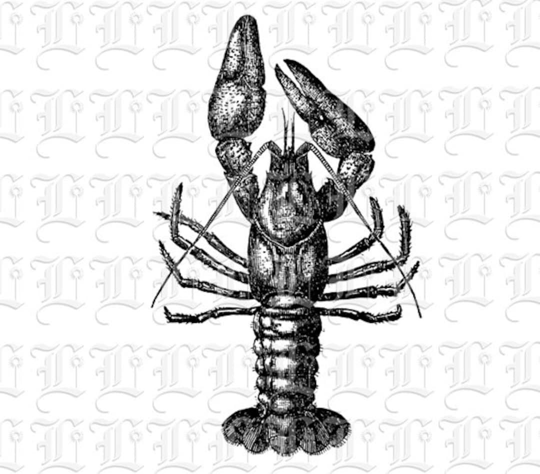 Lobster Graphic Lobster Digital Image Illustration Vintage Clip Art ...