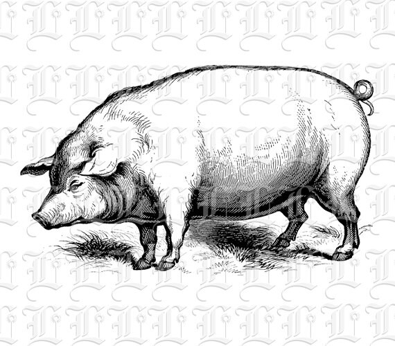 Vintage Pig Drawing