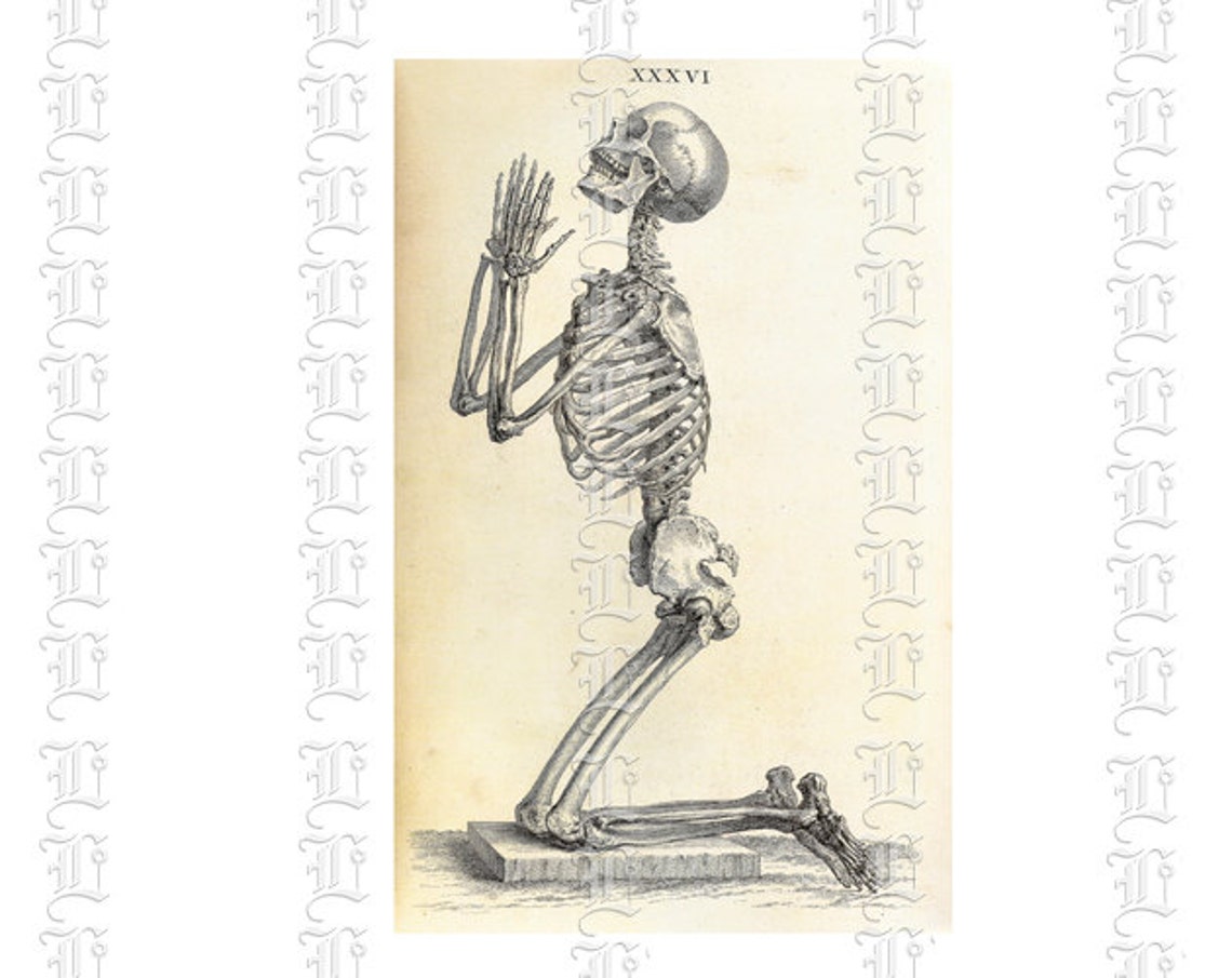 Skeleton Prayer Bone Anatomy Digital Vintage Graphics Antique - Etsy