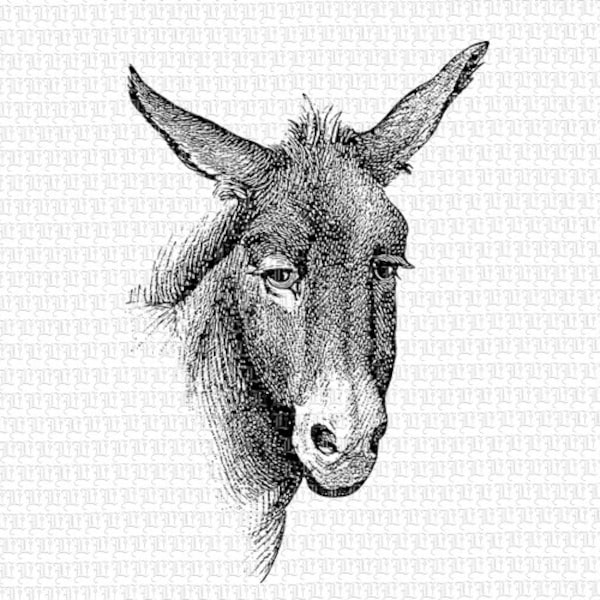 Mule Illustration - Etsy