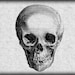 Antique Skull Image Human Skull Graphic Anatomy Illustration Digital ...