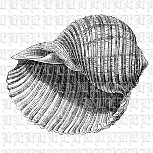 Dolium Seashell Ocean Snail Mollusc Shell Vintage Clip Art - Etsy