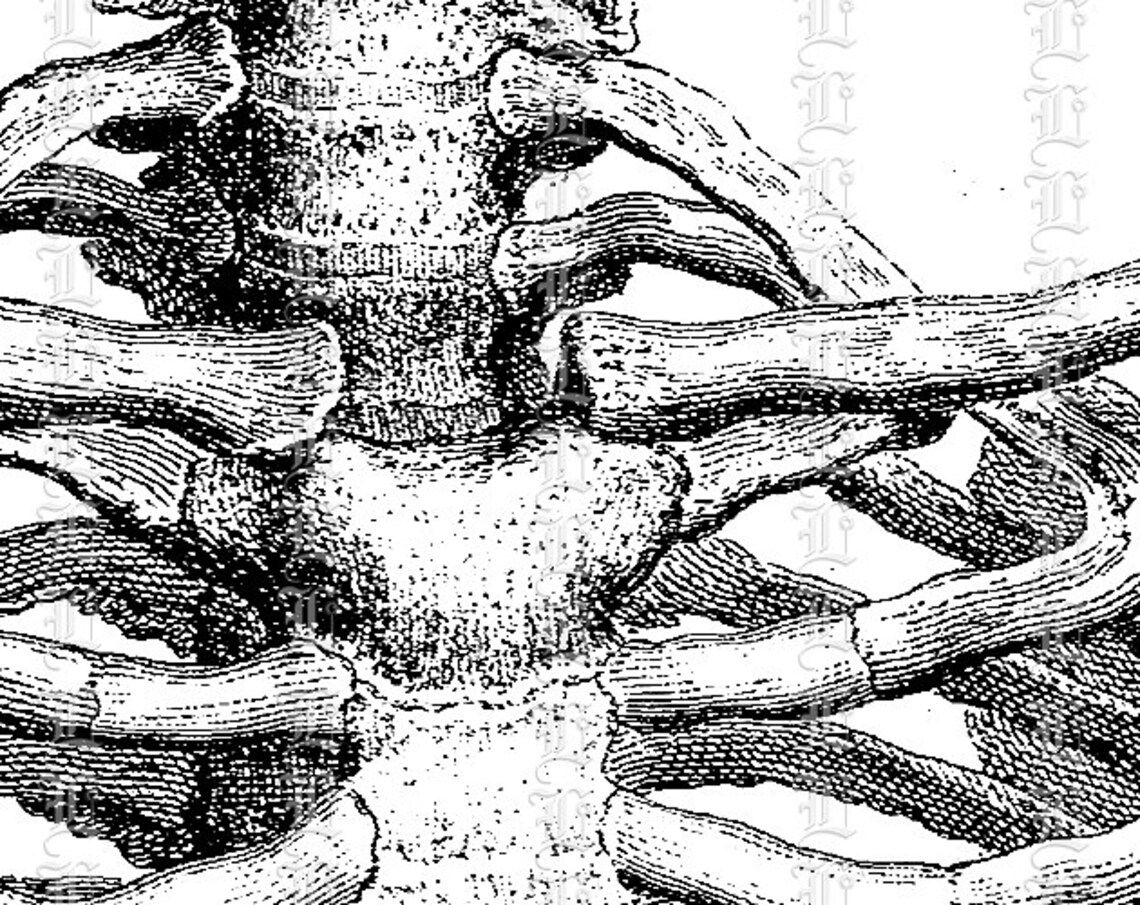 Human Thorax Pelvis Rib Cage Trunk Frontal Position Vintage - Etsy