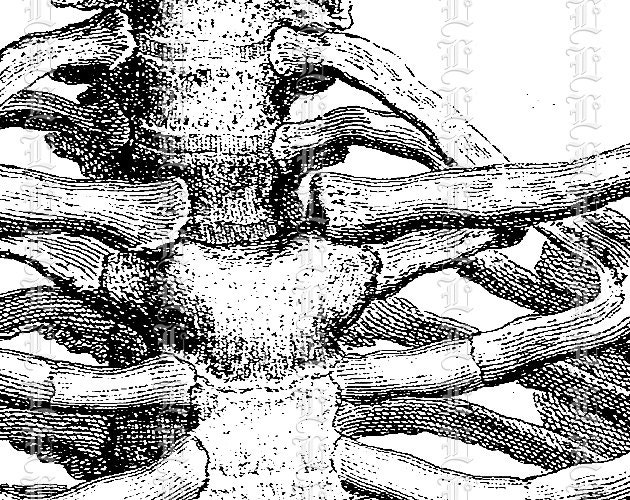 Human Thorax Pelvis Rib Cage Trunk Frontal Position Vintage - Etsy