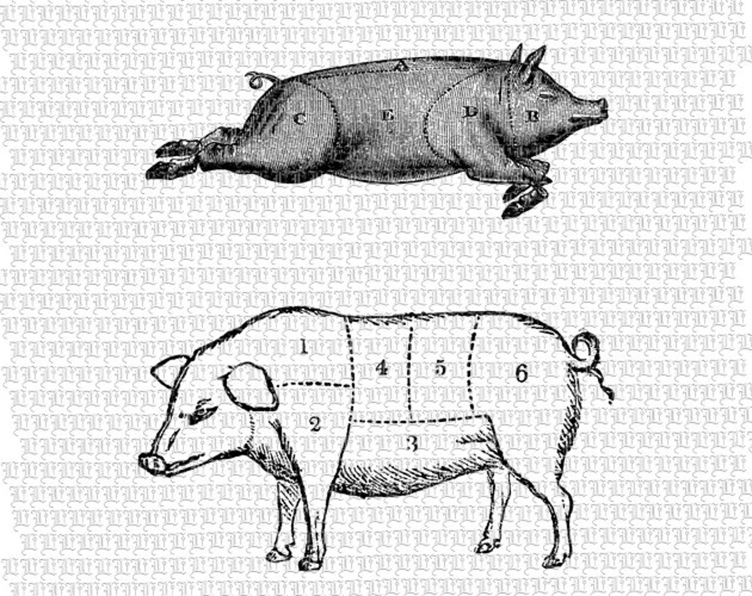 2 Swine Pig Butcher Meat Chart Vintage Clip Art Download Digital ...