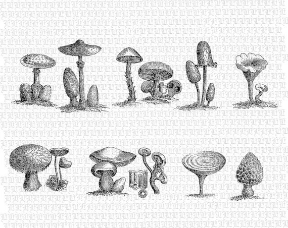 Mushrooms Fungi Clip Art Collection Digital Collage Sheet | Etsy