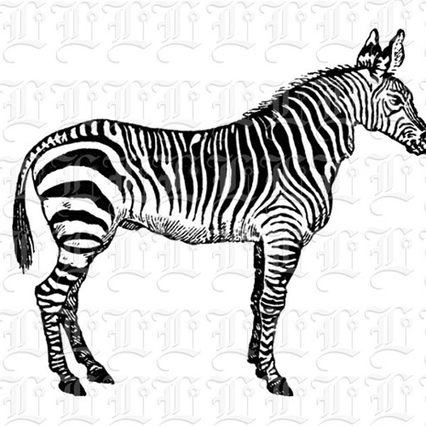 Zebra Graphic - Etsy