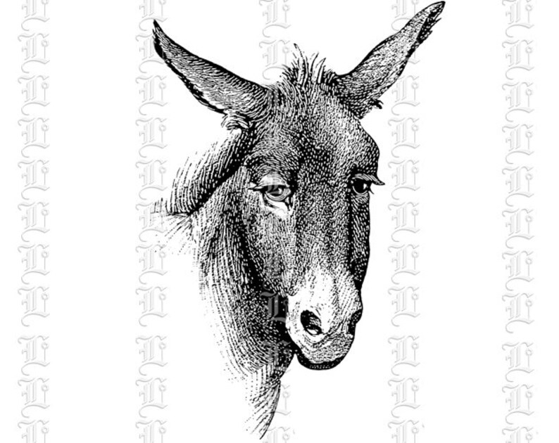 Donkey Graphic Illustration Mule Printable Image 2334 - Etsy