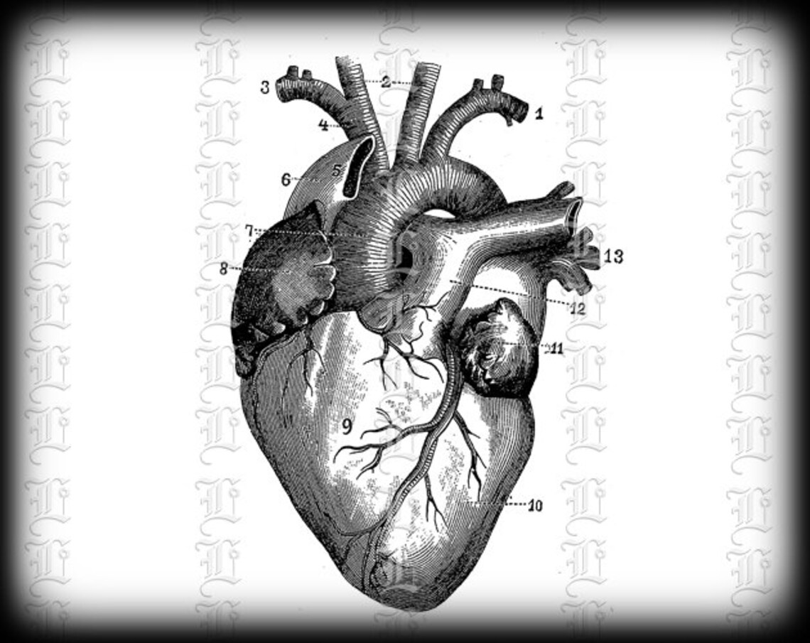 Human Organ Heart Antique Anatomy Study Clip Art | Etsy