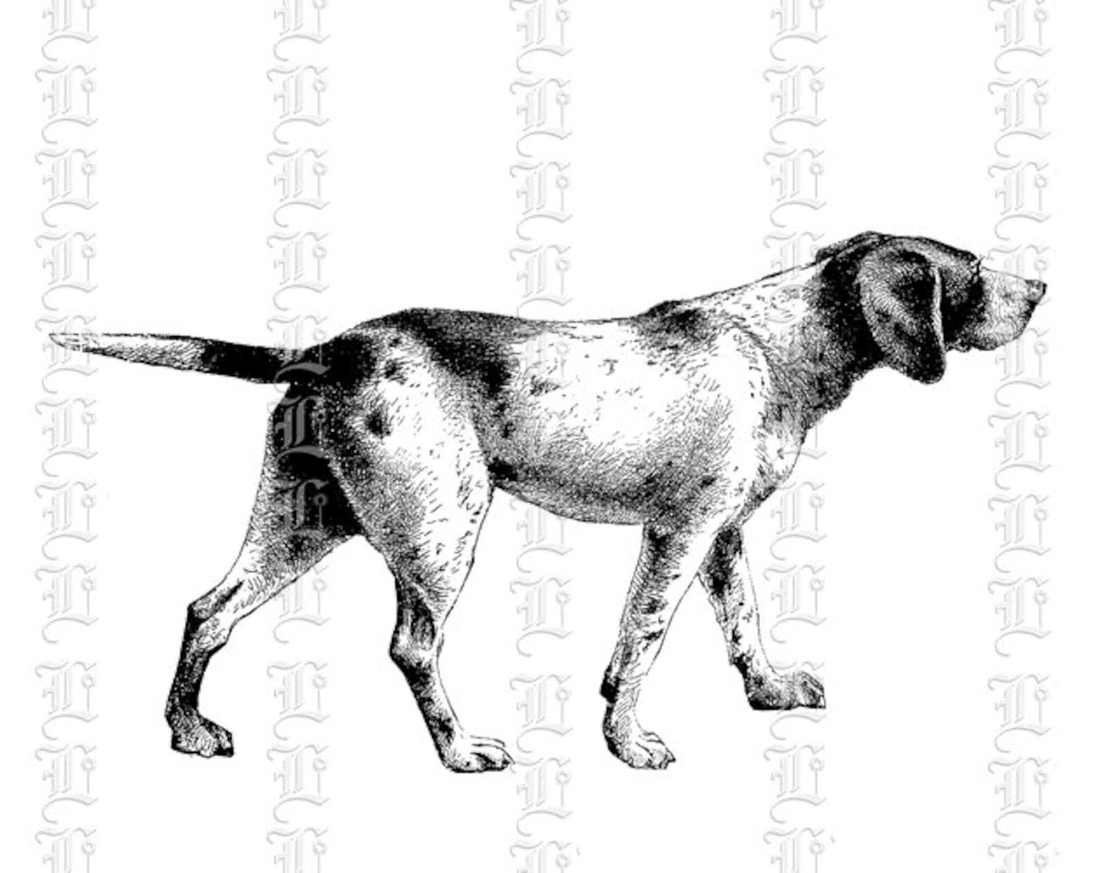 Pointer Dog Illustration Hunting Dog Vintage Illustration - Etsy