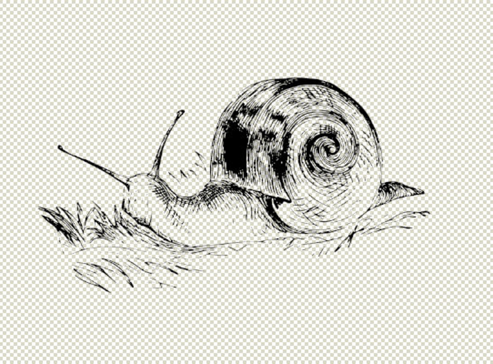 Cute Snail Line Drawing Illustration Vintage Printable Graphic - Etsy