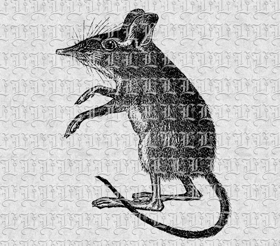 Digital Mouse Rat Image Graphic Vintage Clip Art Illustrations | Etsy