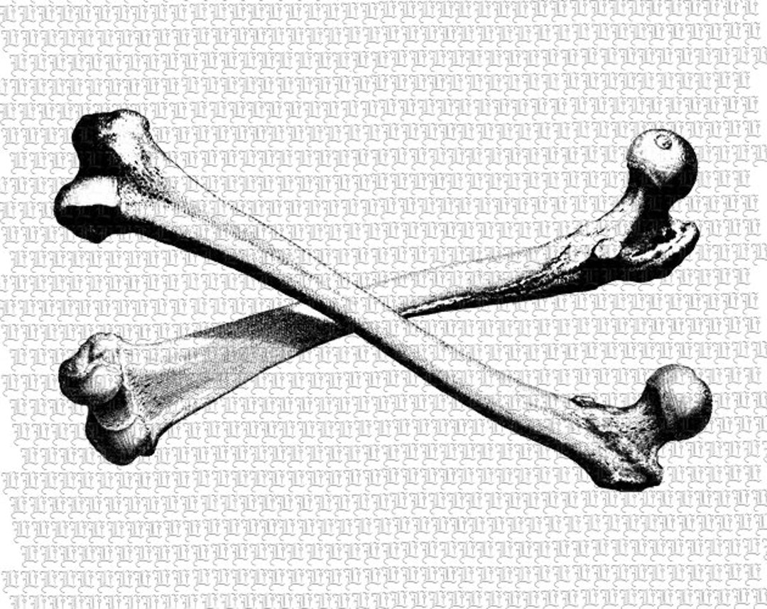 Crossed Human Femur Bones Anatomy Study Antique Vintage Clip Art ...