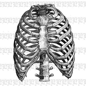 Human Rib Cage Front View Medical Anatomy Study Vintage Clip | Etsy