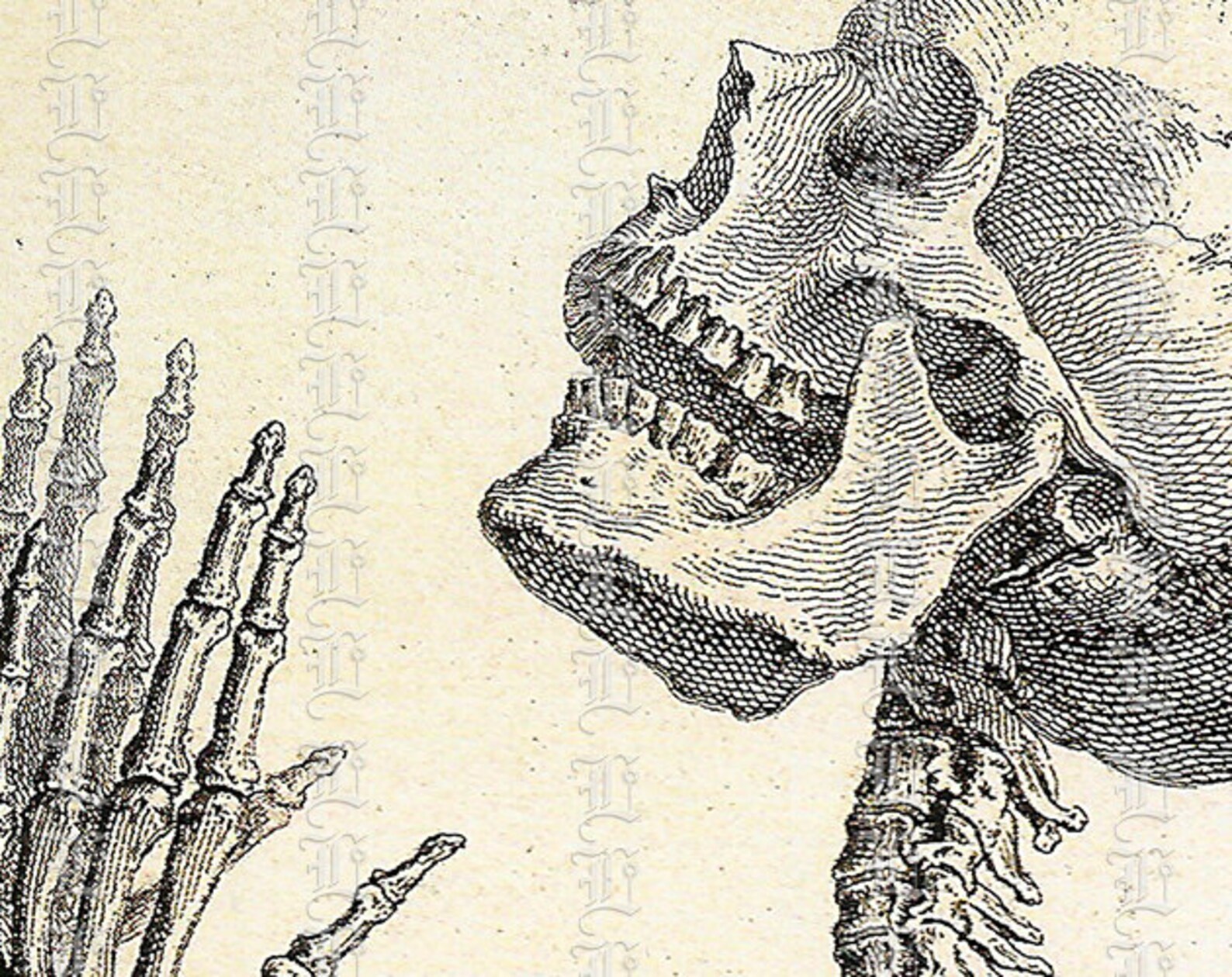 Skeleton Prayer Bone Anatomy Digital Vintage Graphics Antique | Etsy