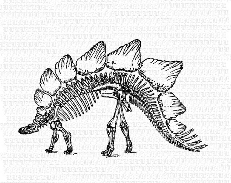 Dinosaur Skeleton Antique Illustration Animals Clip Art - Etsy
