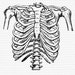 Human Rib Cage Frontal Position Vintage Clip Art Illustration Digital ...