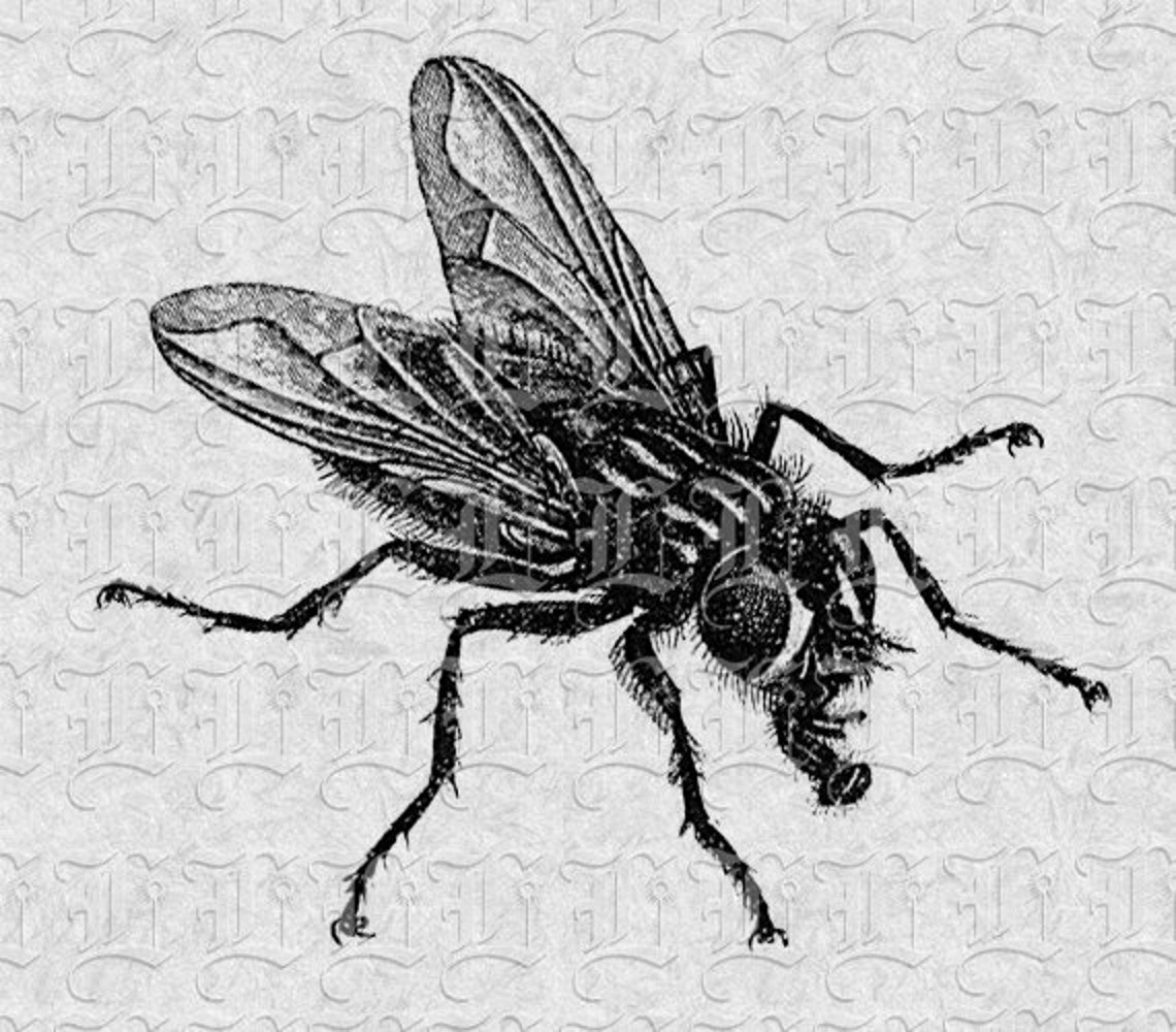 Digital House Fly Image Vintage Fly Graphic Illustration | Etsy