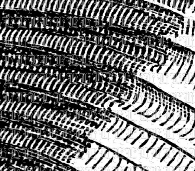 Dolium Seashell Ocean Snail Mollusc Shell Vintage Clip Art - Etsy