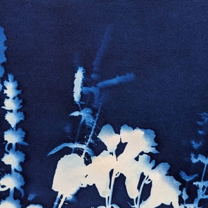 Summer Garden III, Original Cyanotype Print - Etsy