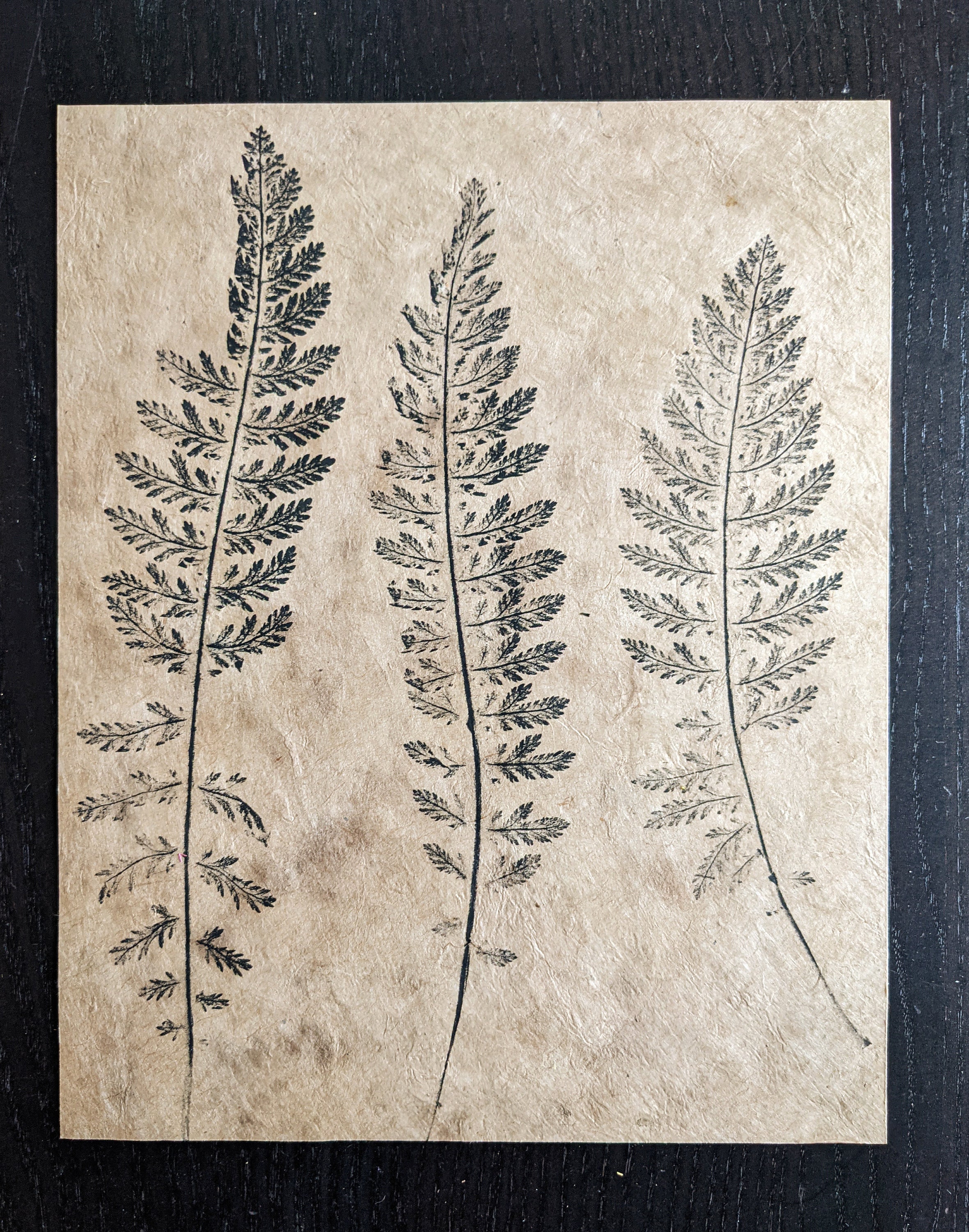 Yarrow Leaf, Monotype on Handmade Paper - Etsy
