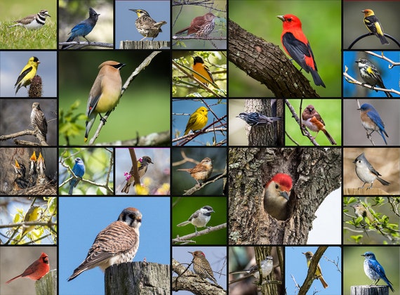 Toys & Games Games & Puzzles Jigsaw Puzzle Birds Collage Puzzle 672 ...