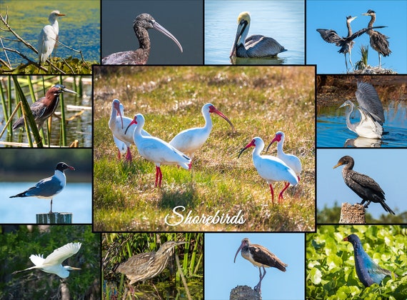Toys & Games Games & Puzzles Jigsaw Puzzle Birds Collage Puzzle 672 ...